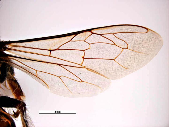 L'abeille africaine (Apis mellifera scutellata) - L'Abeille de Compagnie